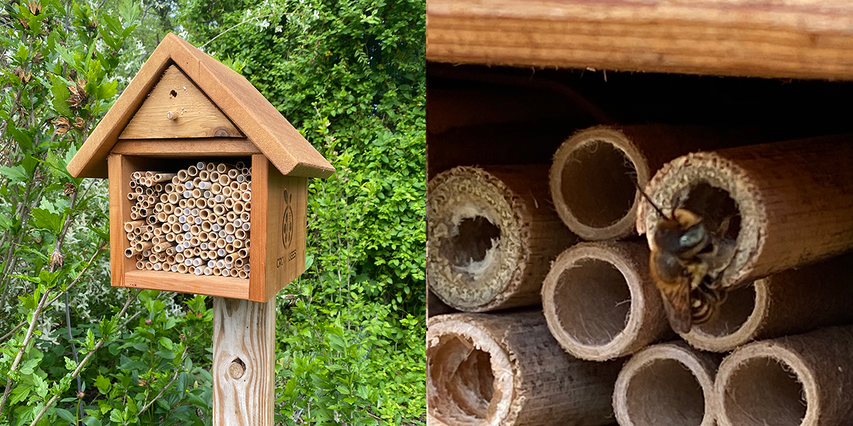 BeeAndGarden.com – A resource to help save the bees and our environment!